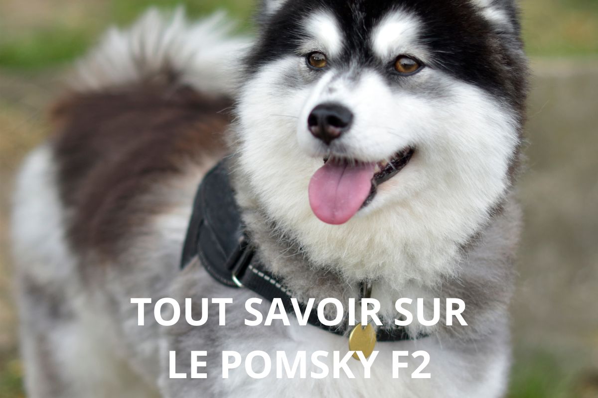 Adopter un Pomsky F2 Adulte: Guide pour les Femmes